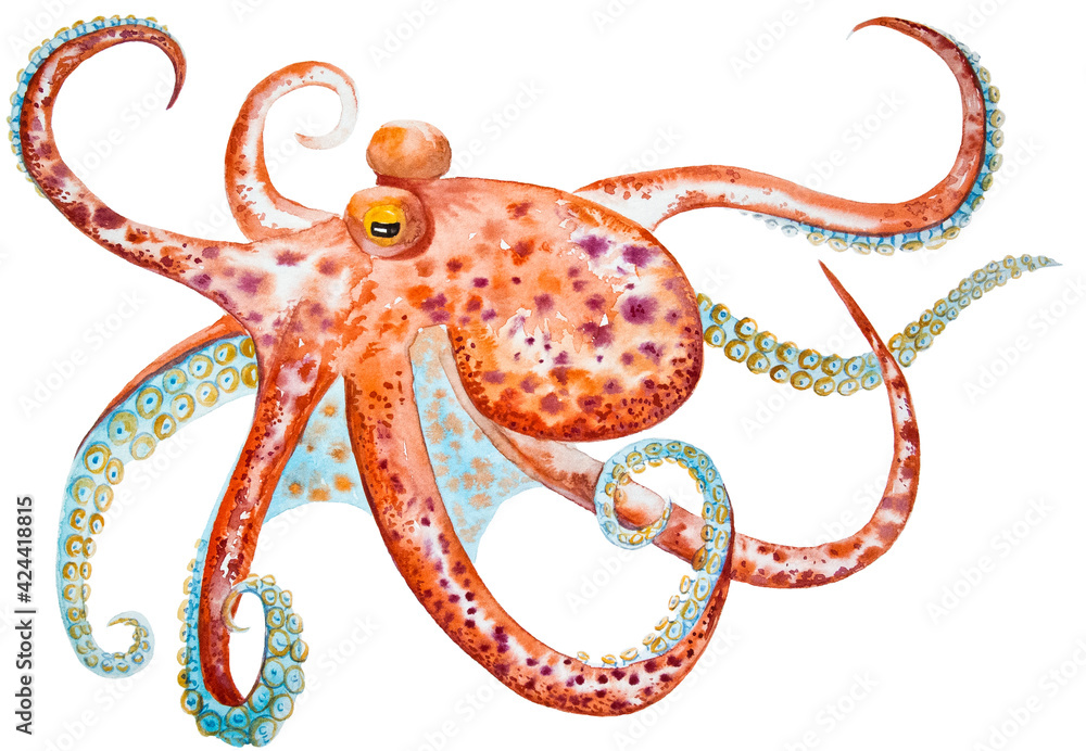 watercolor drawing of octopus Stock Illustration | Adobe Stock