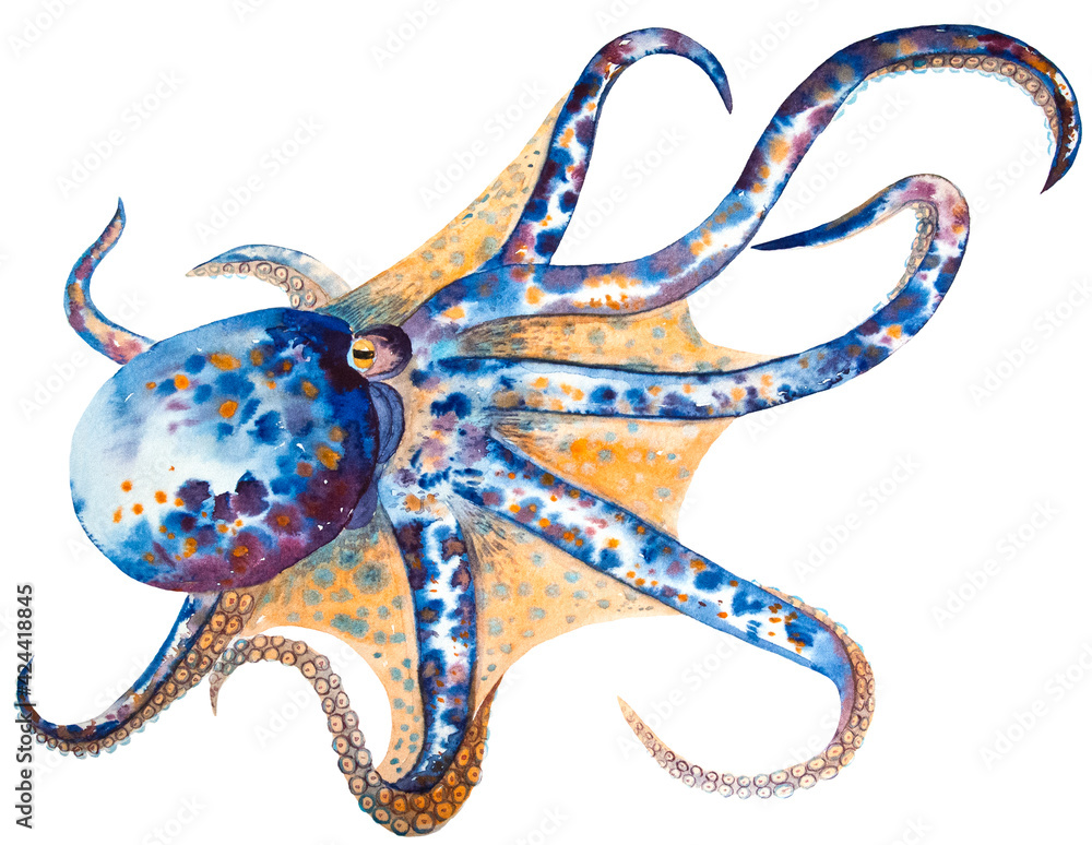 watercolor drawing of octopus Stock Illustration | Adobe Stock