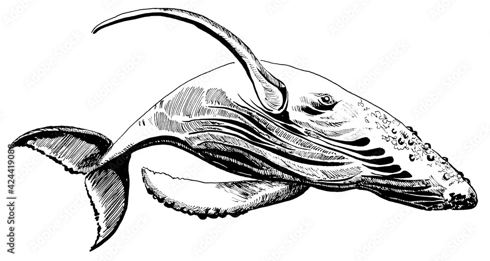 line drawing of whale Stock Illustration | Adobe Stock