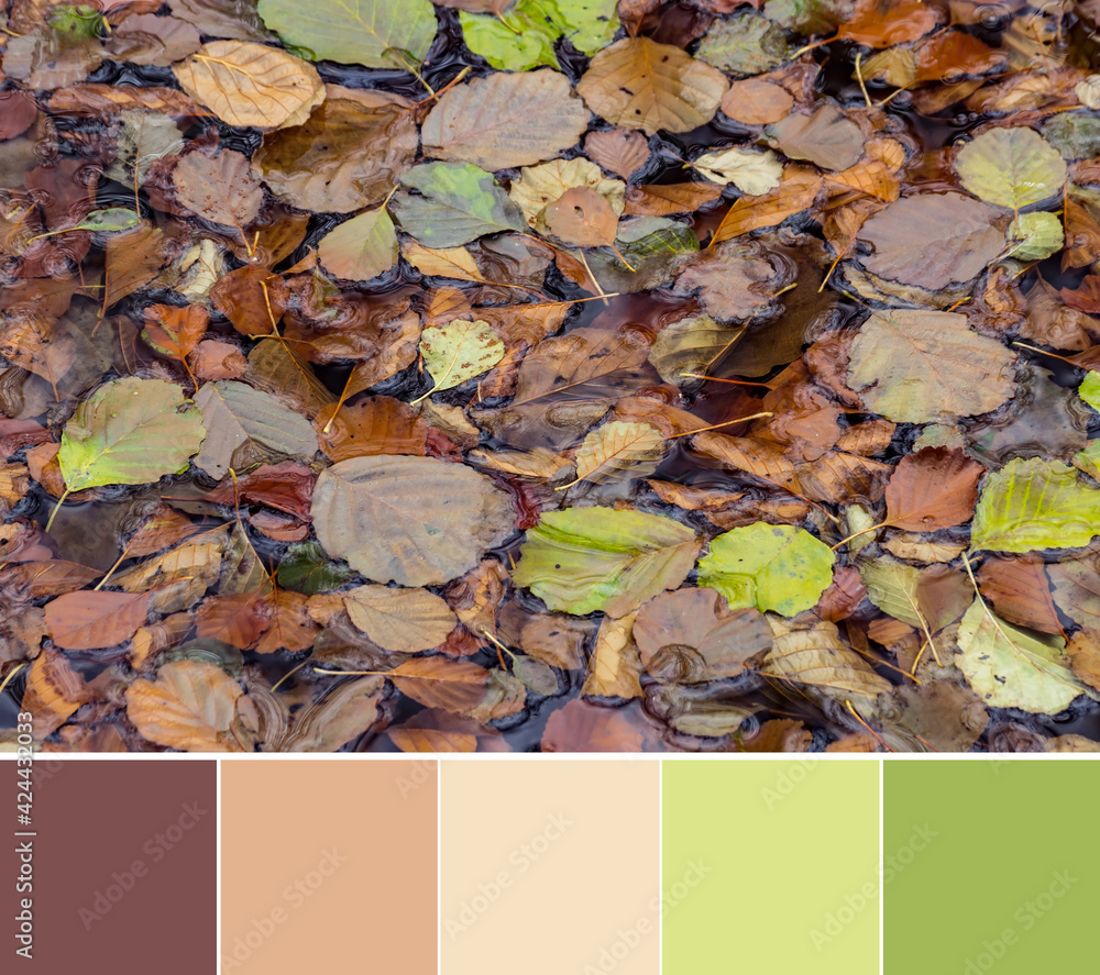 Color palette swatches of brown beige green autumn fallen leaves ...