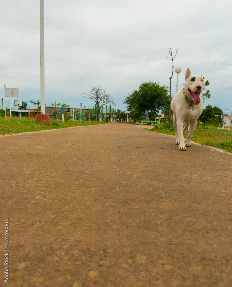 perro caminando en el la vereda de un parque Stock Photo | Adobe Stock