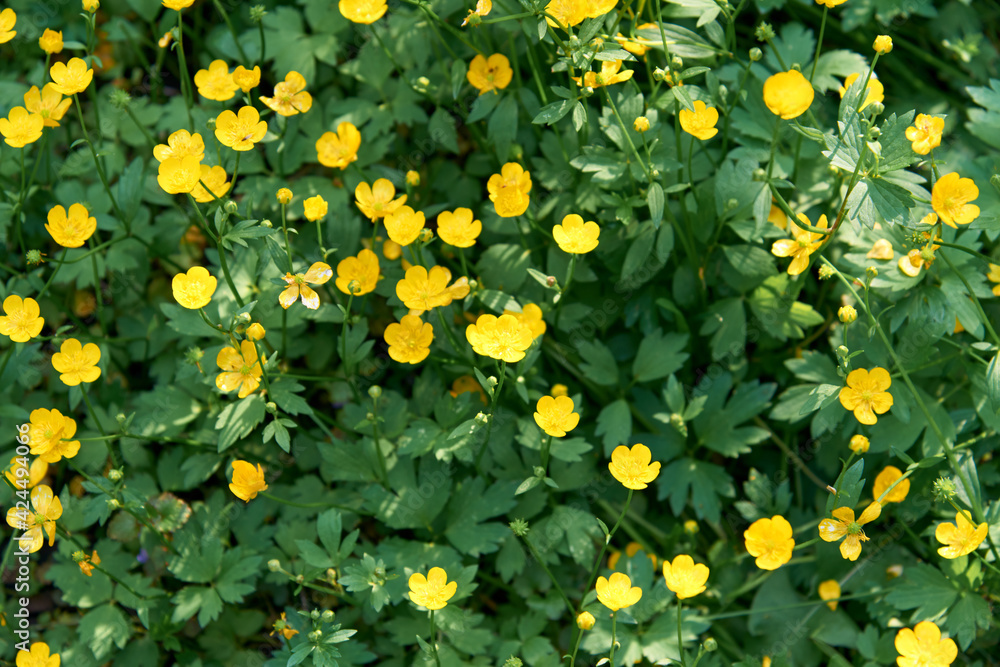 Small yellow flowers branch on green grass background. Ranunculus acris ...