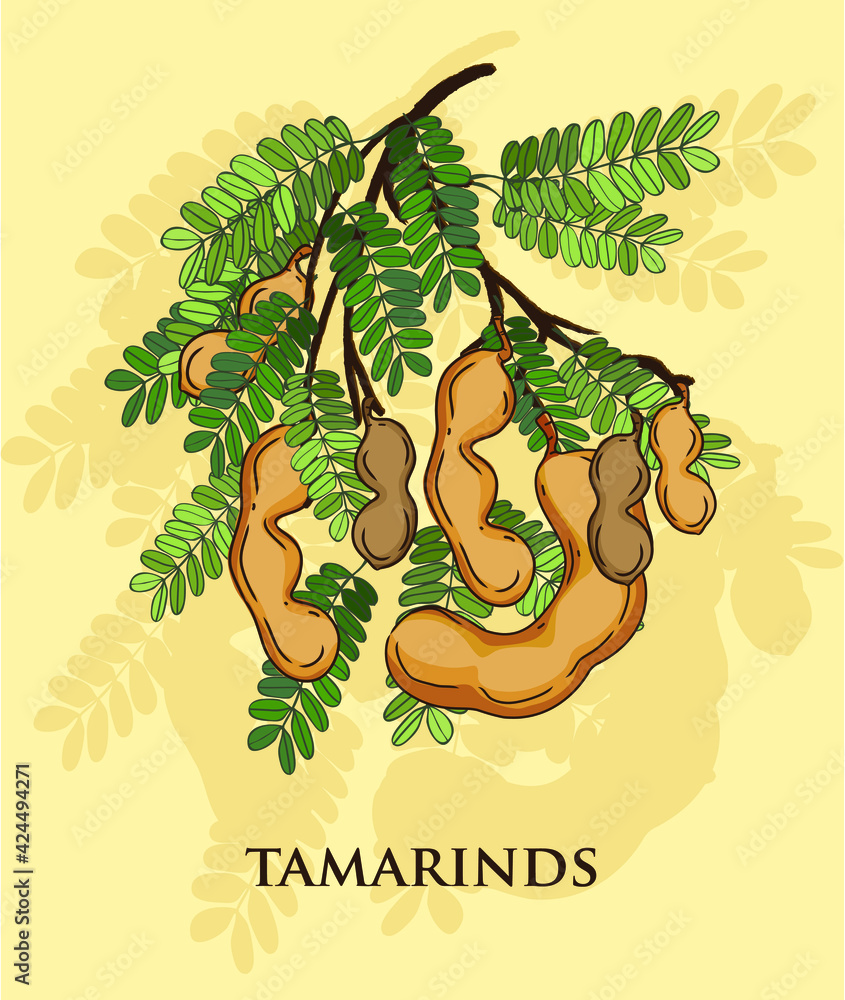 Tamarind Hand drawn vector illustration of tamarind branch with fruits ...