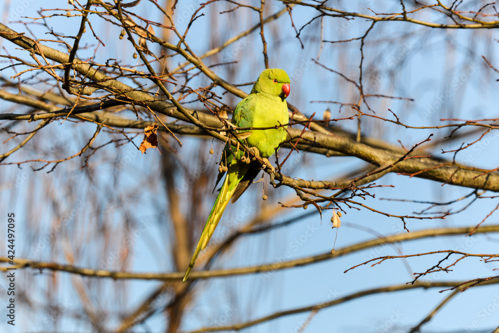 Perruche à collier,.Psittacula krameri, Rose ringed Parakeet Stock ...