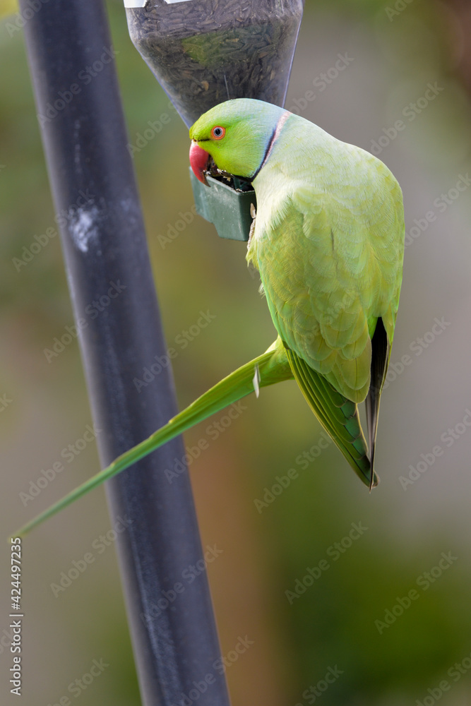 Perruche à collier,.Psittacula krameri, Rose ringed Parakeet Stock ...