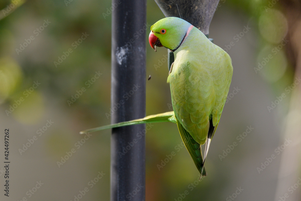 Perruche à collier,.Psittacula krameri, Rose ringed Parakeet Stock ...