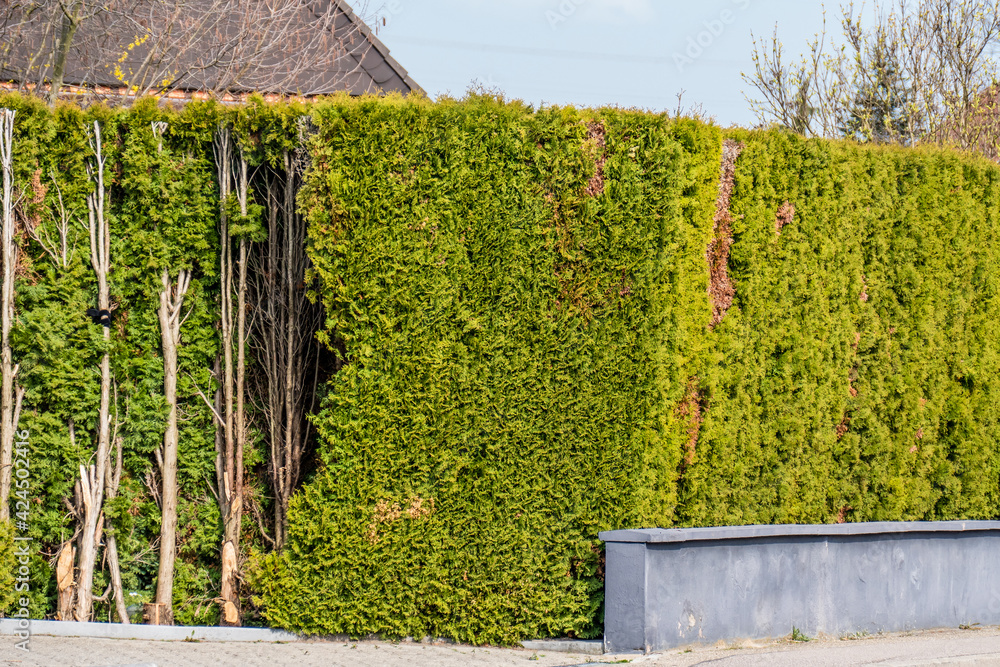 Thuja Hecke Dungen