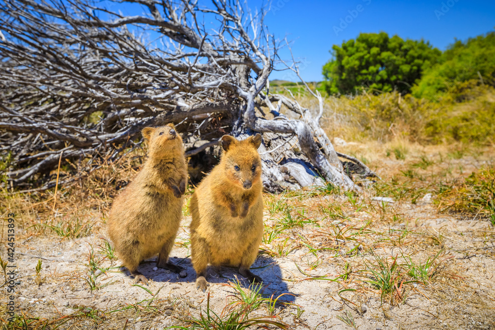 Foto de Two Quokka in Rottnest Island in a sunny day, summer season ...