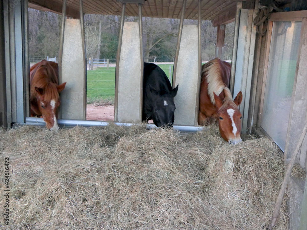 Pferde fressen Heu Stock Photo | Adobe Stock