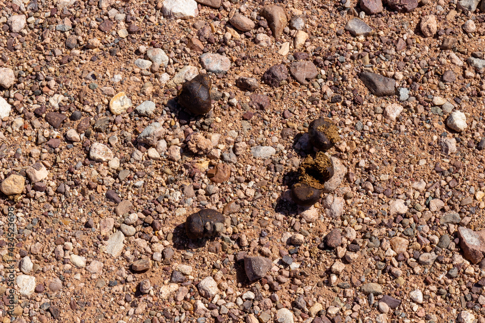 Small pile of camel shit in the desert. Animal excrement. Fresh ...