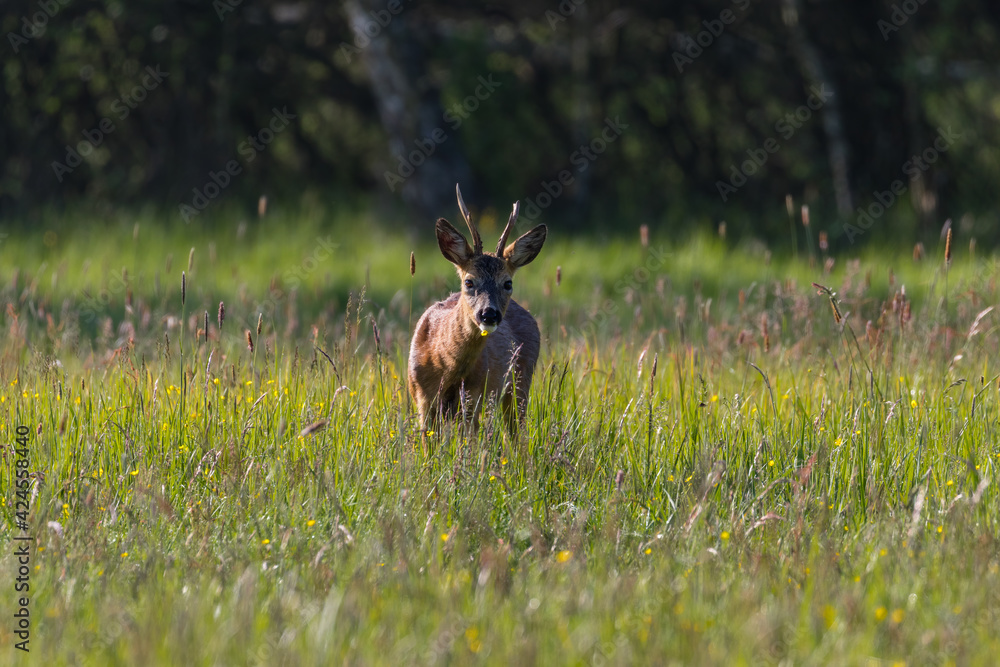 Samiec kozioł Sarna europejska Capreolus capreolus spaceruje na zielonej łące w Dolina Baryczy ...