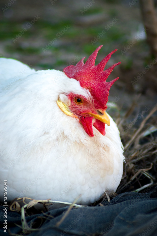 gallina blanca empollando huevos en un nido Stock Photo | Adobe Stock