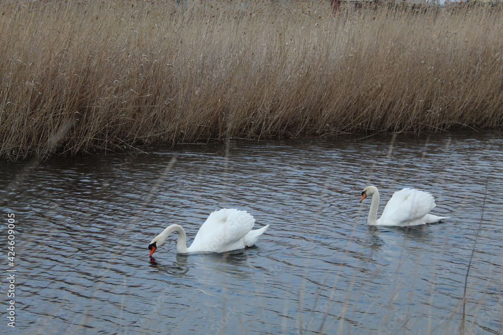 cigno Stock Photo | Adobe Stock