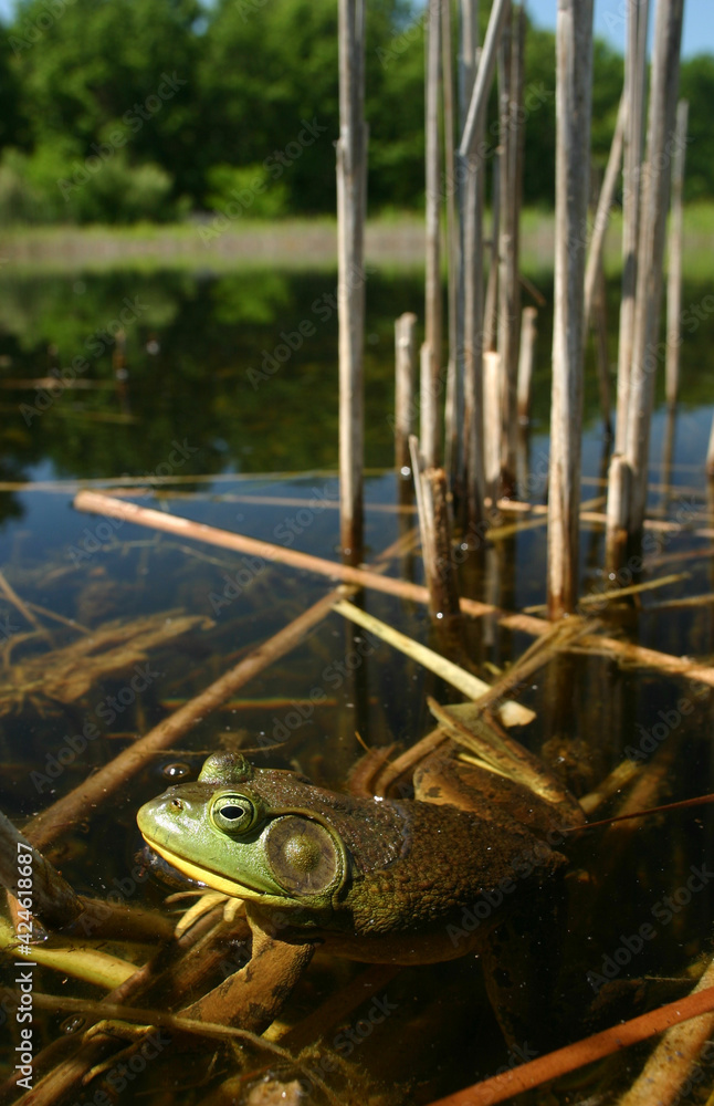 An American Bullfrog floating in a pond in Michigan. You can tell it is ...