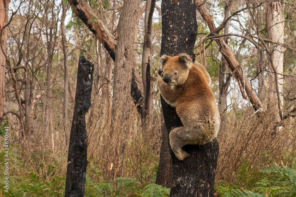 Foto de An arboreal herbivorous marsupial native to Australia known as ...