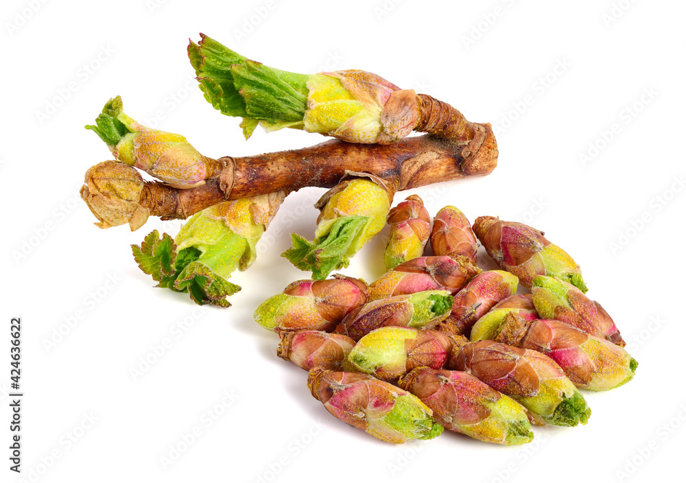 Ribes Nigrum Medicinal Buds with a Twig. Also Known as Blackcurrant or ...