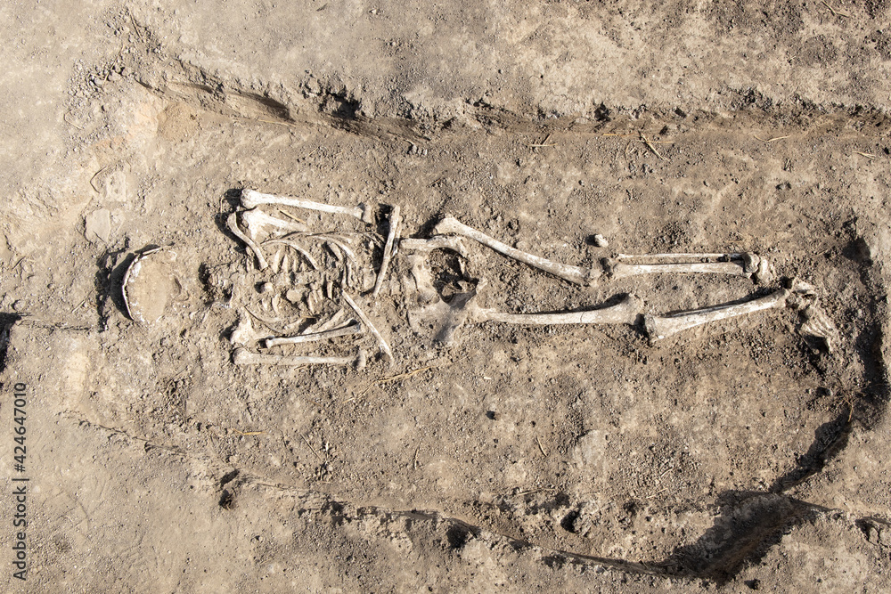 Archaeological excavations. Human remains, bones of skeleton and skulls ...