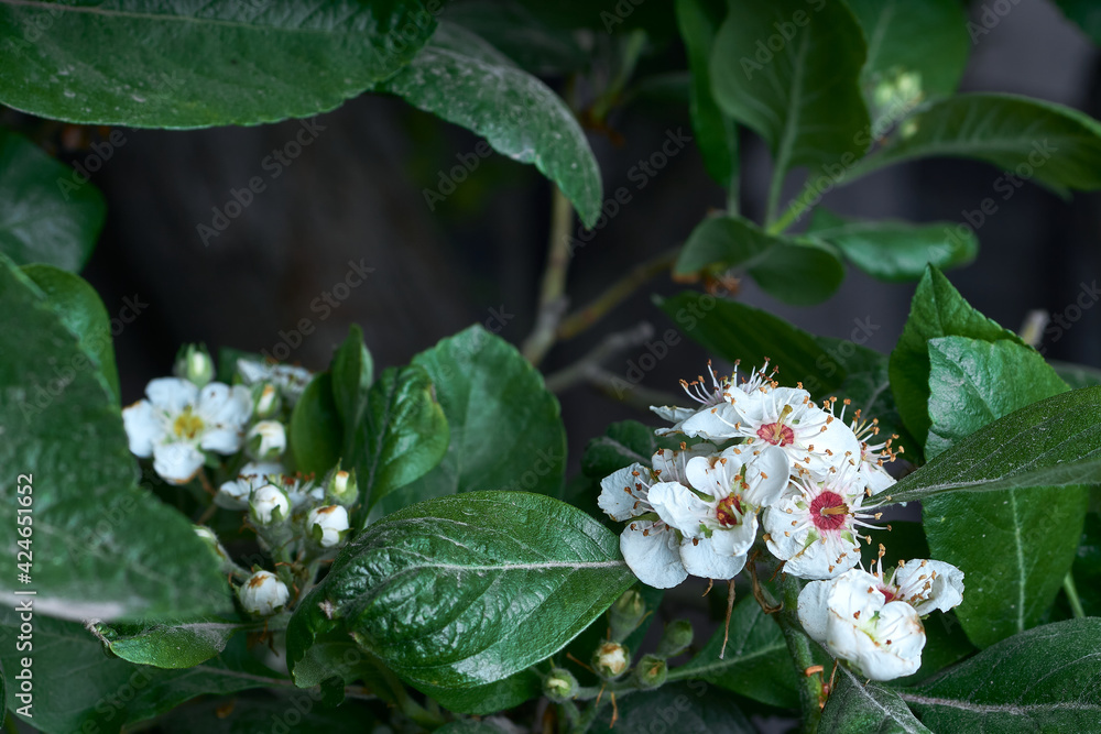 Flor de fruta mexicana tejocote (Crataegus mexicana) Stock Photo ...