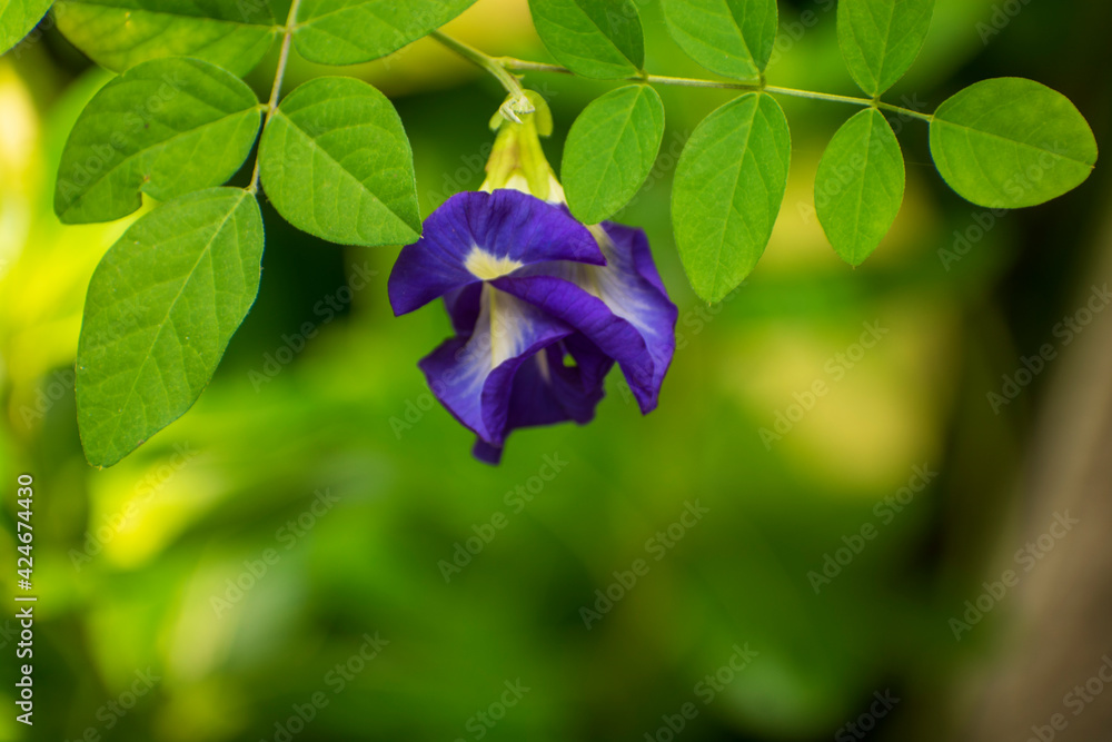 Blue indian Aparajita Flower also known as Asian pigeonwings Stock ...