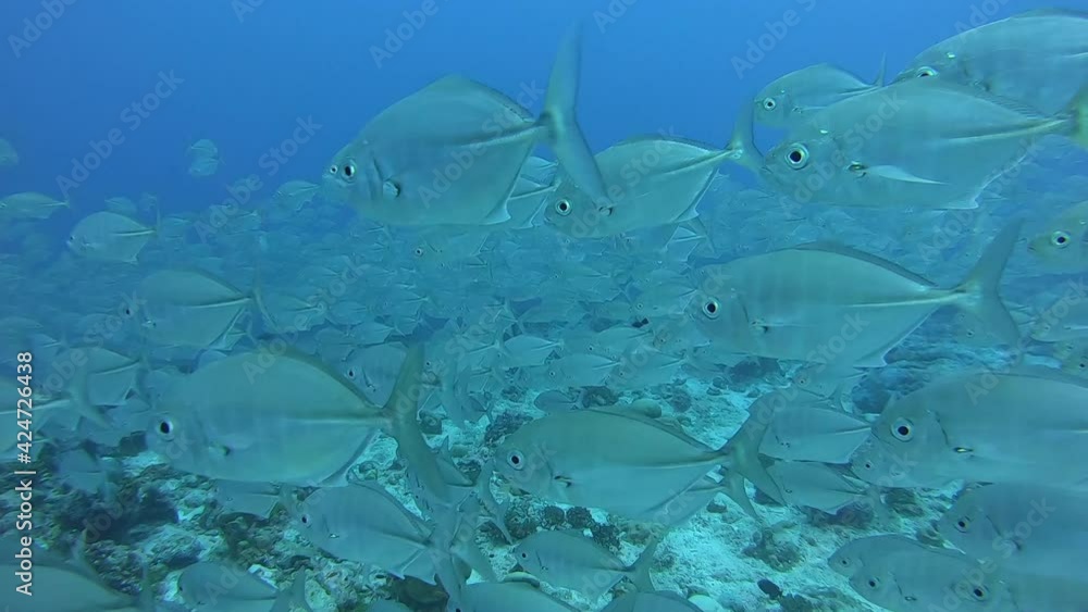 School of tuna tunny fish on the blue background of the sea under water ...