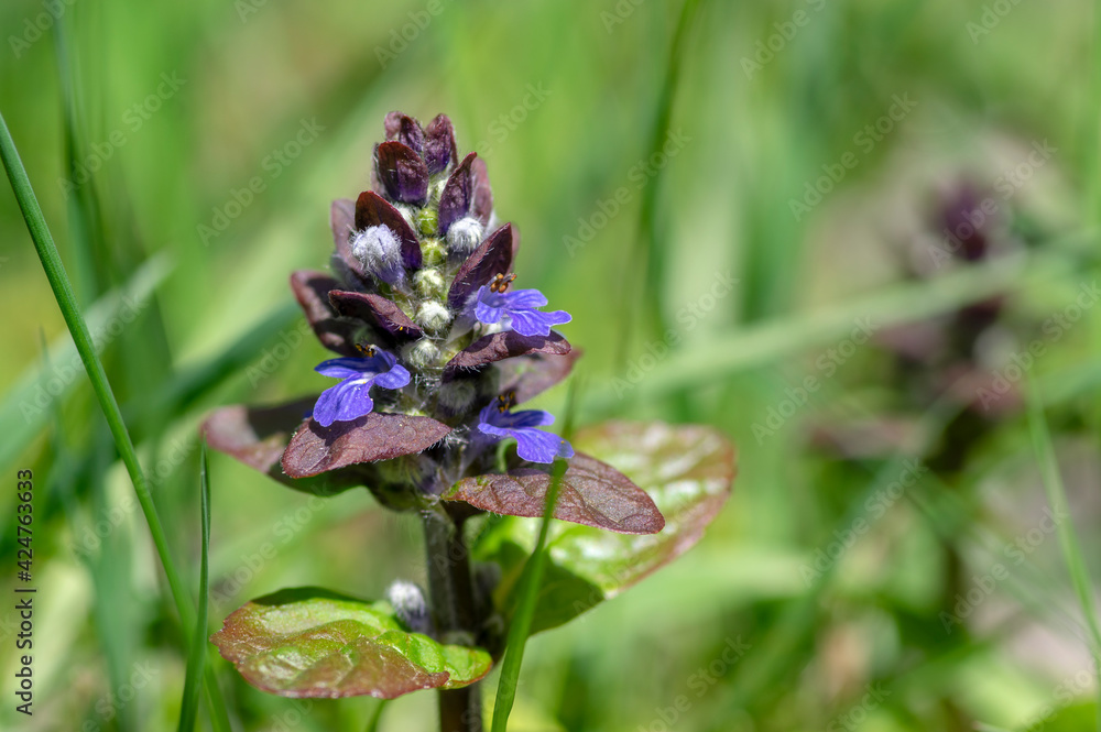 Ajuga reptans blue bugle flowering sprintime plants, group of bugleweed ...