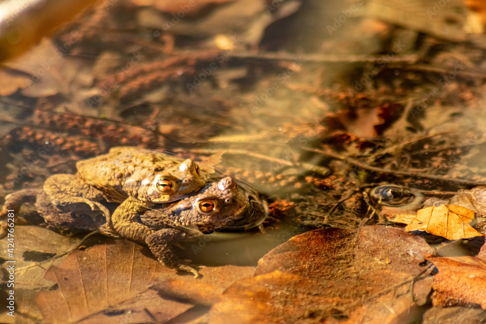 Pair of frogs as mating frog couple in macro close-up view as low angle ...
