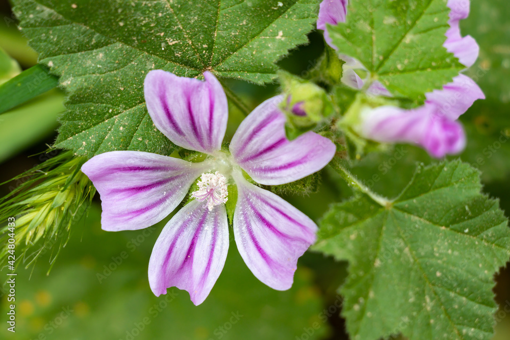 Malva sylvestris is a species of the mallow genus Malva in the family ...