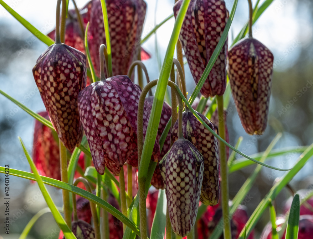 Snake's Head Fritillary flowers catch the sun. They grow in the grass ...