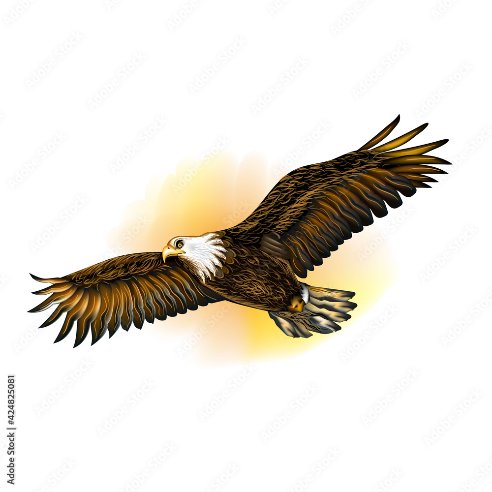 Soaring bald eagle. Realistic art portrait of a soaring bald eagle on a ... Soaring bald eagle. Realistic art portrait of a soaring bald eagle on a ...
