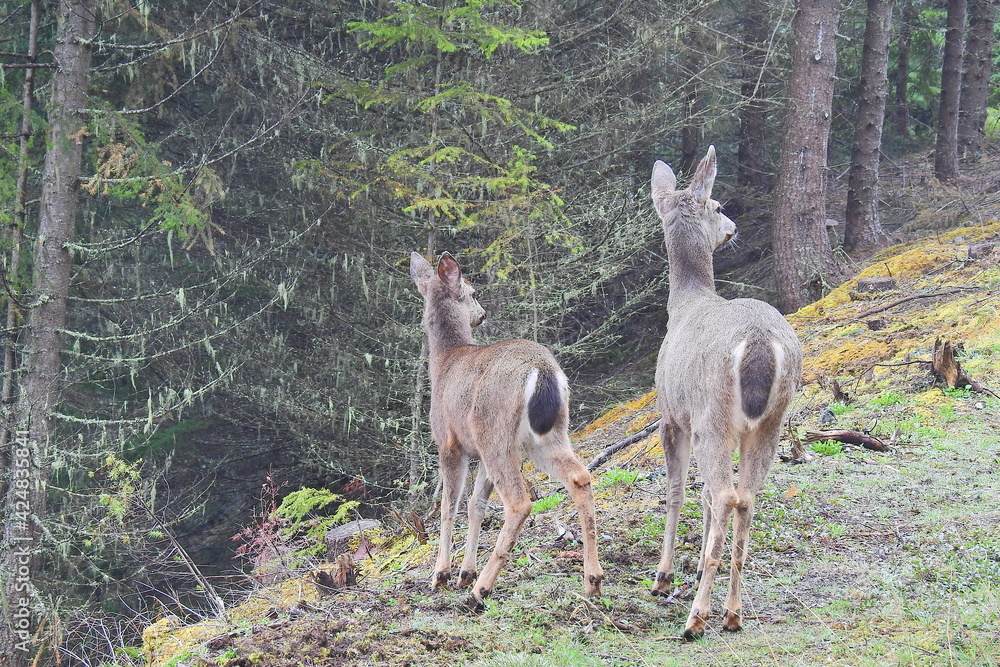 Columbian black-tailed deer roaming a foggy Olympic National Forest, in ...