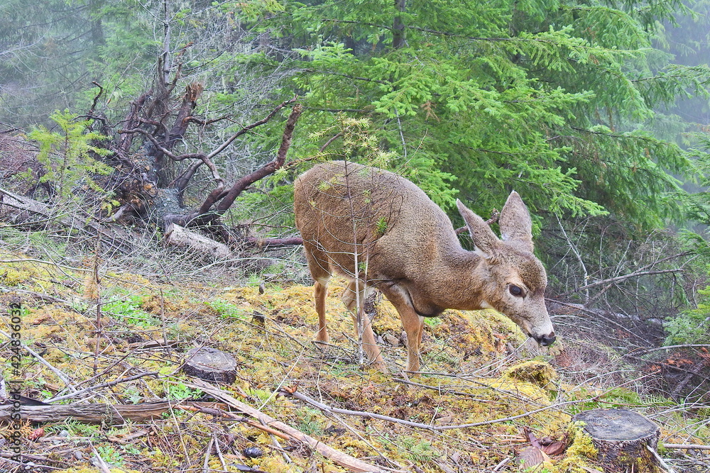 Columbian black-tailed deer roaming a foggy Olympic National Forest, in ...