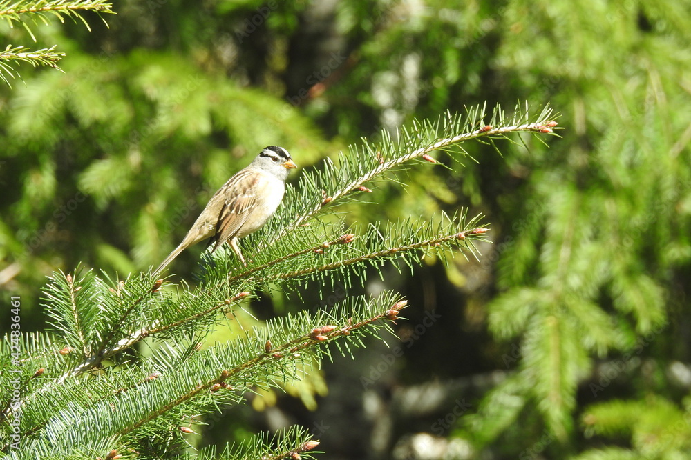 White-crowned sparrow perched on a pine tree limb, in the Olympic ...