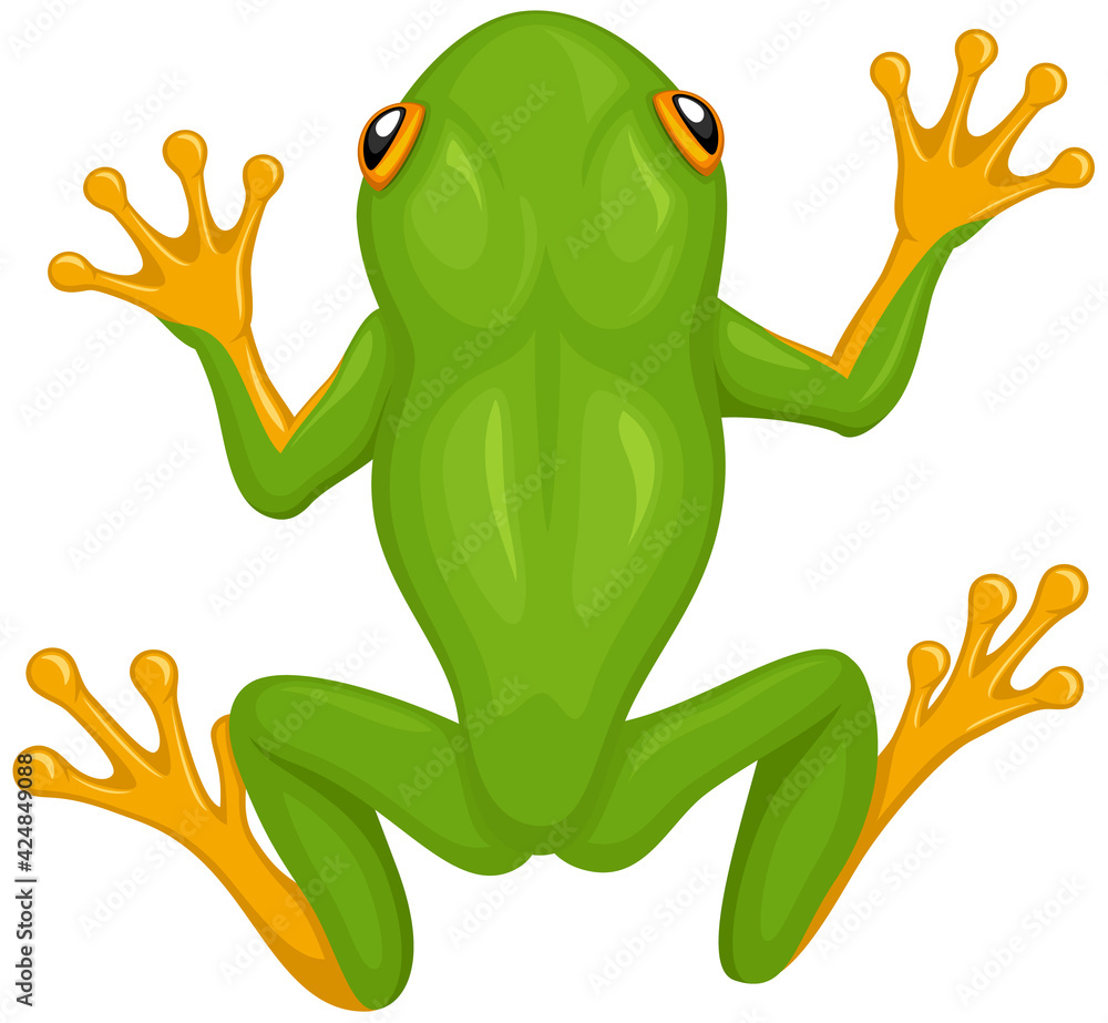 Vector illustration of a view from above of green tree frog with yellow ...