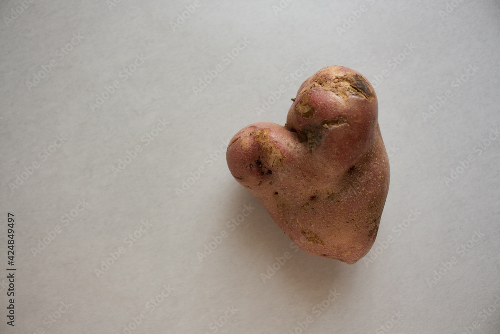 The concept of funny, unnormal vegetables and food waste. An ugly red ...