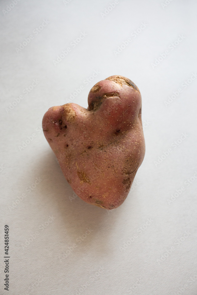 The concept of funny, unnormal vegetables and food waste. An ugly red ...
