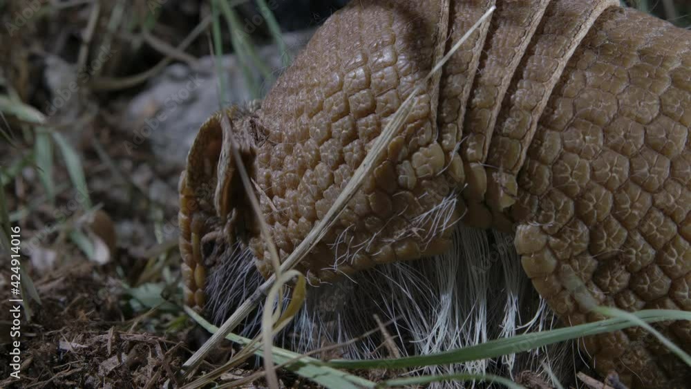 close up of armadillo eating bugs Stock ビデオ | Adobe Stock