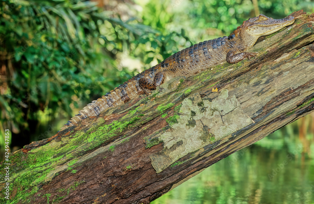 The spectacled caiman (Caiman crocodilus), also known as the white ...