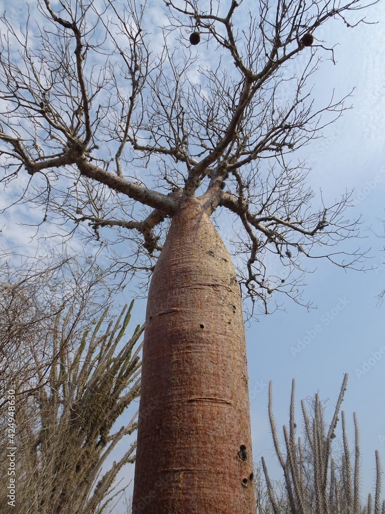 [Madagascar] Baobab tree "Fony" at Antsokay botanical garden in ...