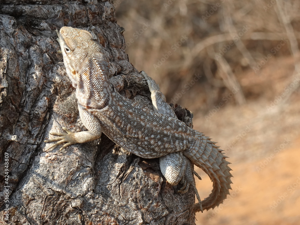 [Madagascar] Oplurus cyclurus (Spiny tailed lizard) on a tree at ...