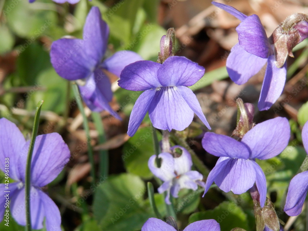 Foto de Waldveilchen, Viola reichenbachiana, aufgenommen am ...