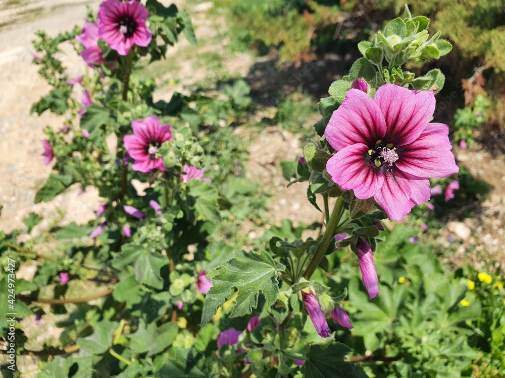 Malva arborea (also known as Lavatera arborea, or, more recently as ...
