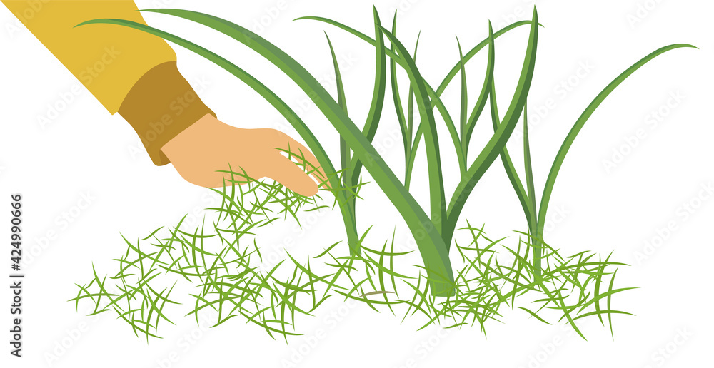 Mulching the beds for plants with grass, garlic grows in the garden ...