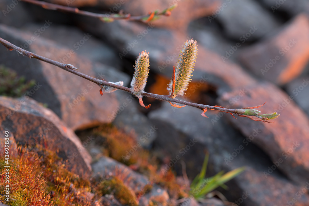 Blooming willow in the tundra in the Arctic. Willow sprouts, twigs ...