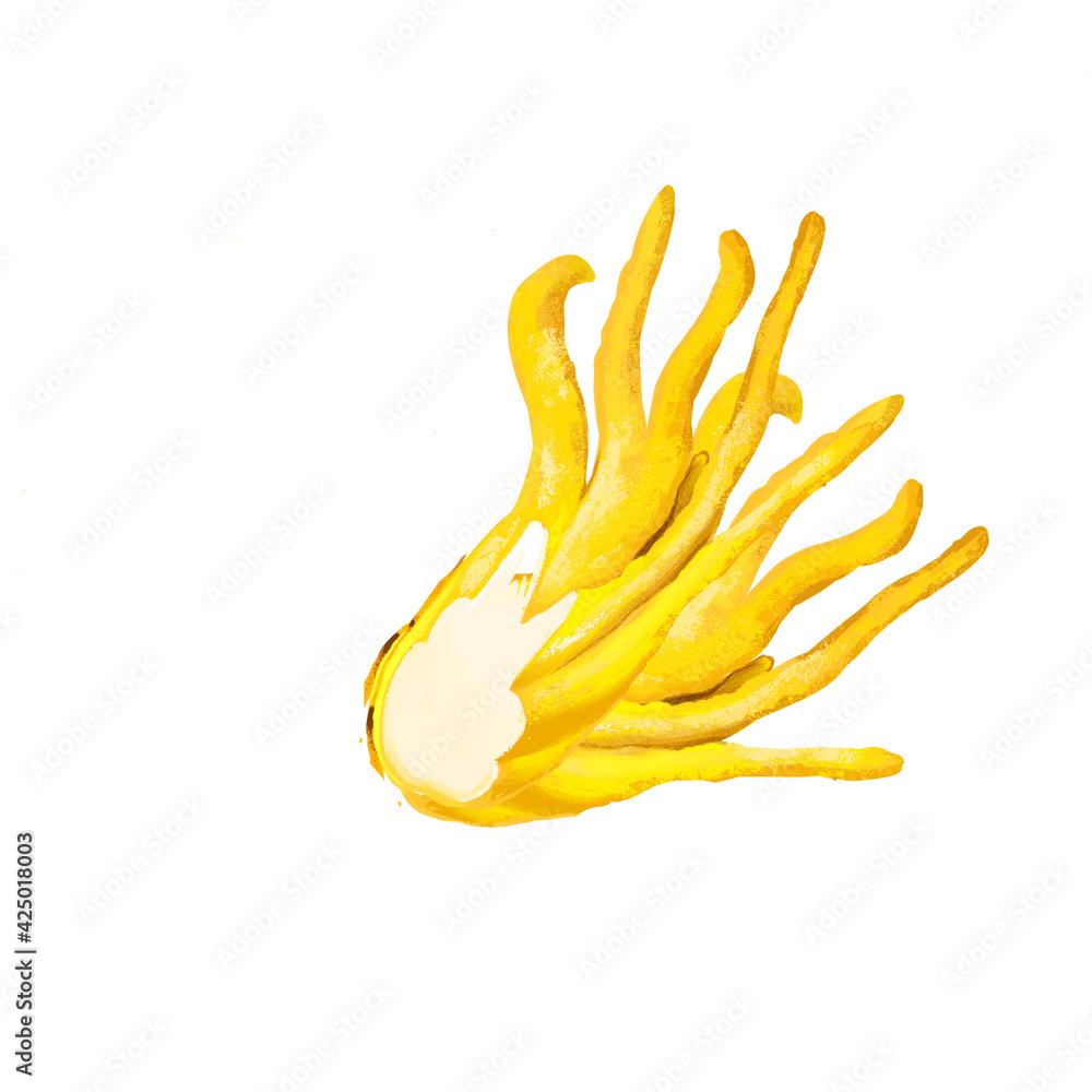 Fingered citron isolated on white. Buddha's hand, Citrus medica var ...