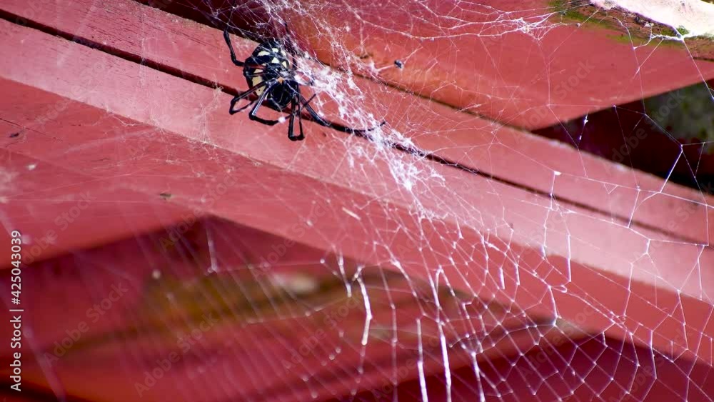 Spider on the web chewing on a insect under the roof. Big and scary ...