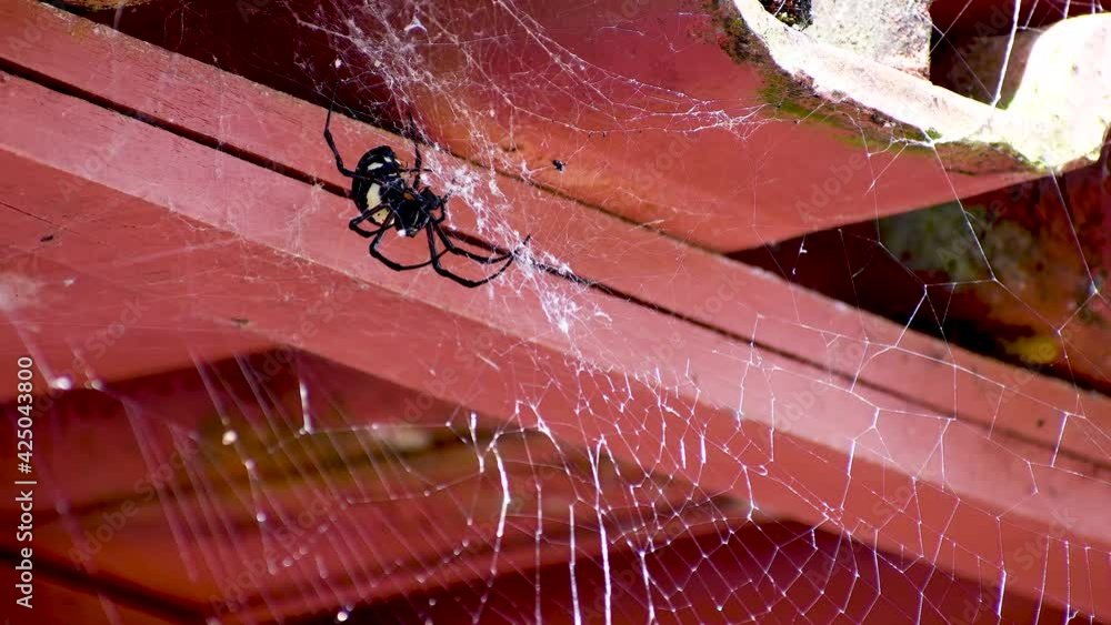 Spider on the web chewing on a insect under the roof. Big and scary ...