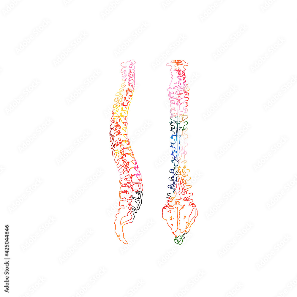 Colorful Human Spine Anatomy Spinal Cords Anatomical Poster With