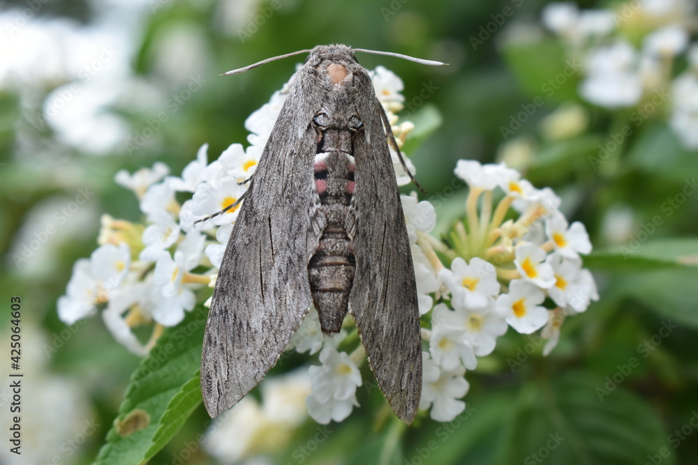 Picture of a Sphingidae, a family of moths called sphinx moths, also ...