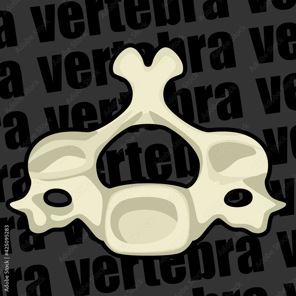 Image of a part of a human skeleton. Anatomical image. Human vertebra ...