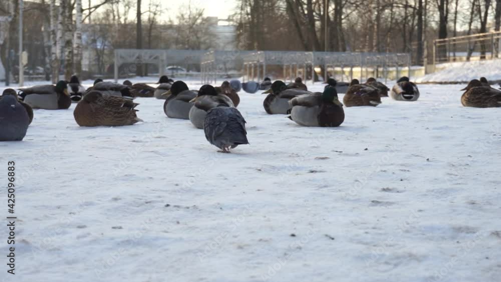 ducks and pigeons in the winter on the white snow huddled together and ...
